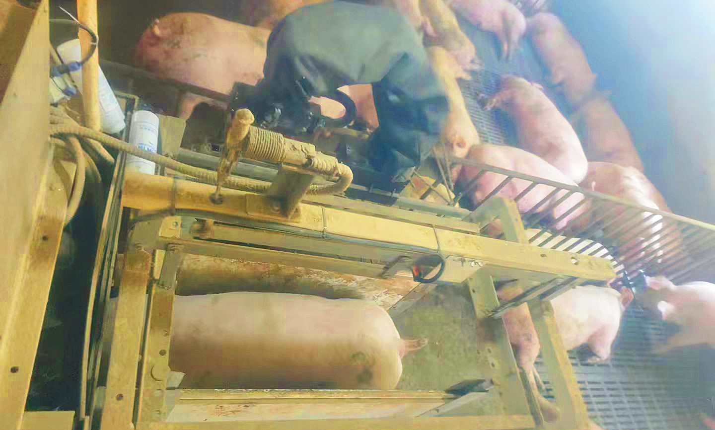 ScanPig - Kinghoo AgroTech