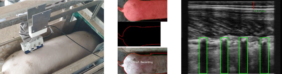 ScanPig - Kinghoo AgroTech